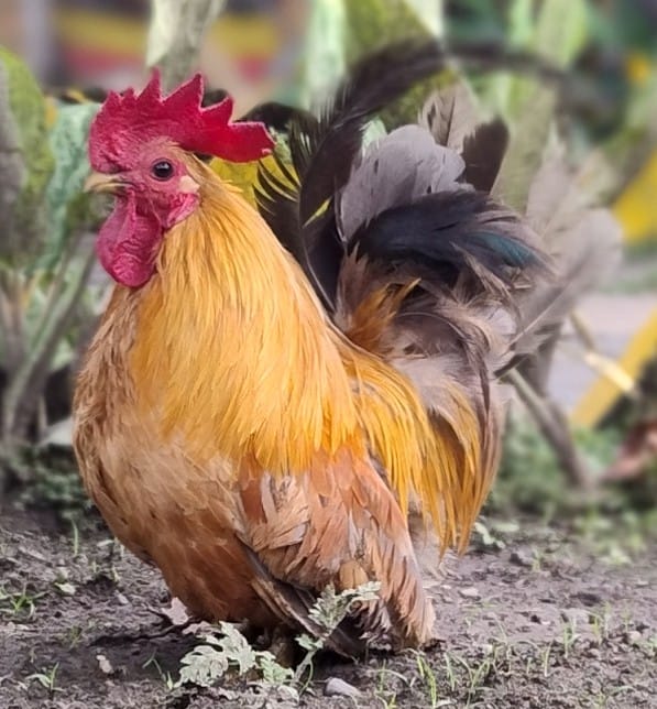 9.-Hacia el rescate y recuperación de la Gallina Criolla Colombiana ...